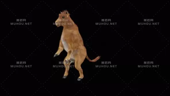 公牛跳舞动画4KCow Dance 4K视频素材带Alpha通道 - 幕后Muhou